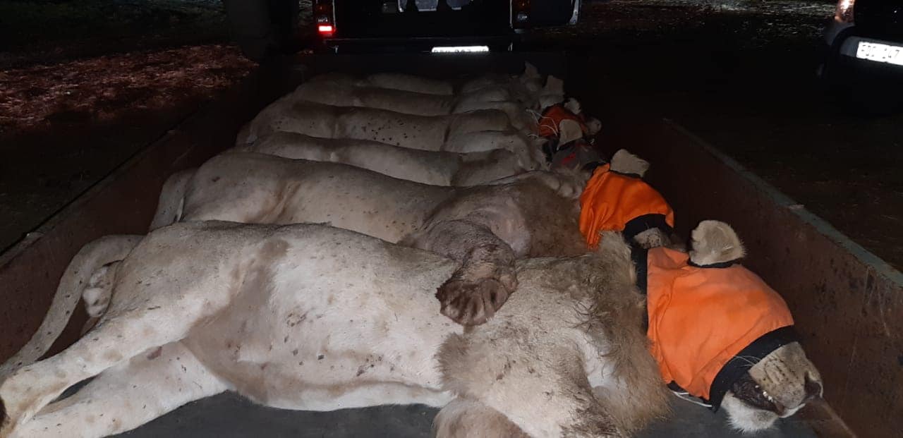 10 lions safely returned to Kruger National Park - LNN - Vaalweekblad