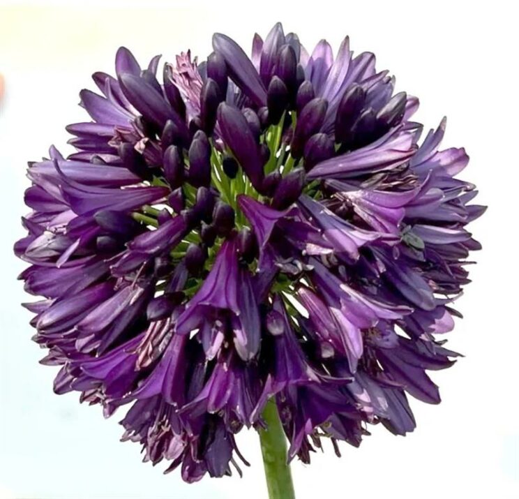 SA flower wins Best Plant at Chelsea Flower Show - LNN - Krugersdorp News