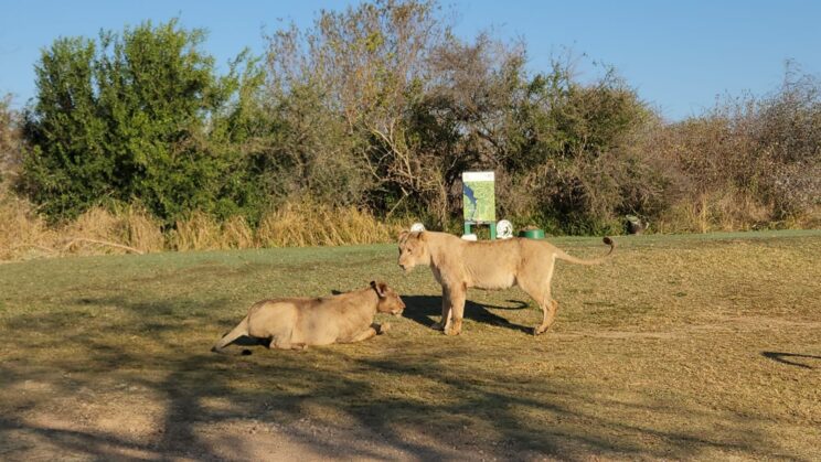 It’s a wild world: Lions on a golf course and an elephant at a mine ...