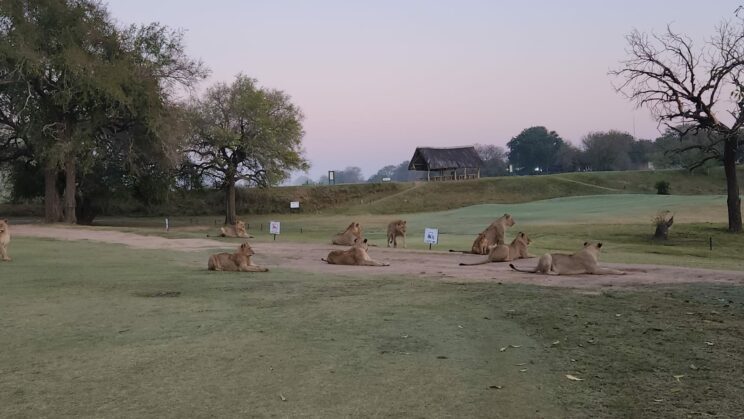 It’s a wild world: Lions on a golf course and an elephant at a mine ...