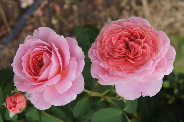 Every rose needs a name - Get It Magazine